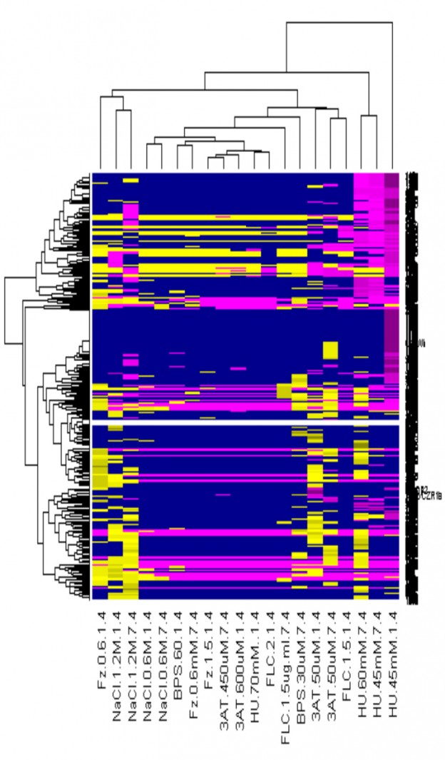 Research projects | Kornitzer Lab